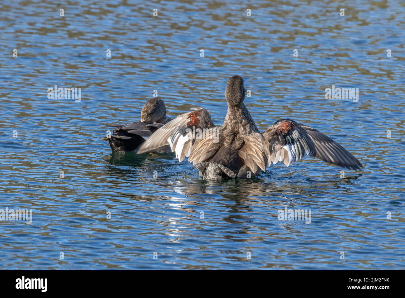 Male gadwall markings hi-res stock photography and images - Alamy