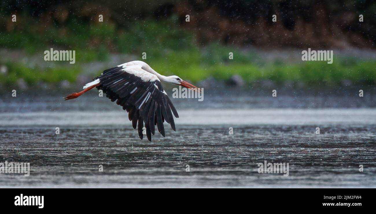 A white stork flies in the rain above the water surface, the best photo ...