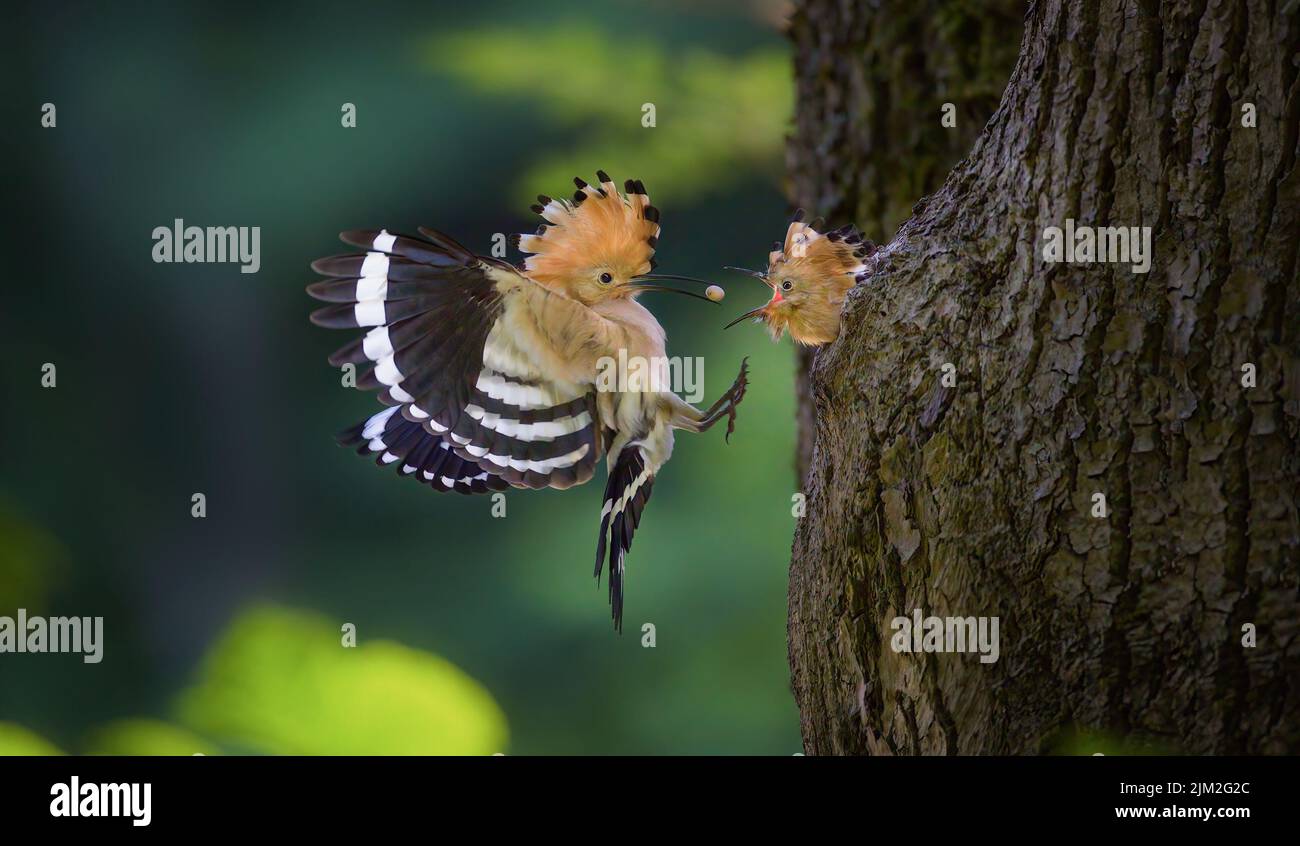 Crested Hoopoe Upupa epops feeds a chick in a natural nest, the best ...