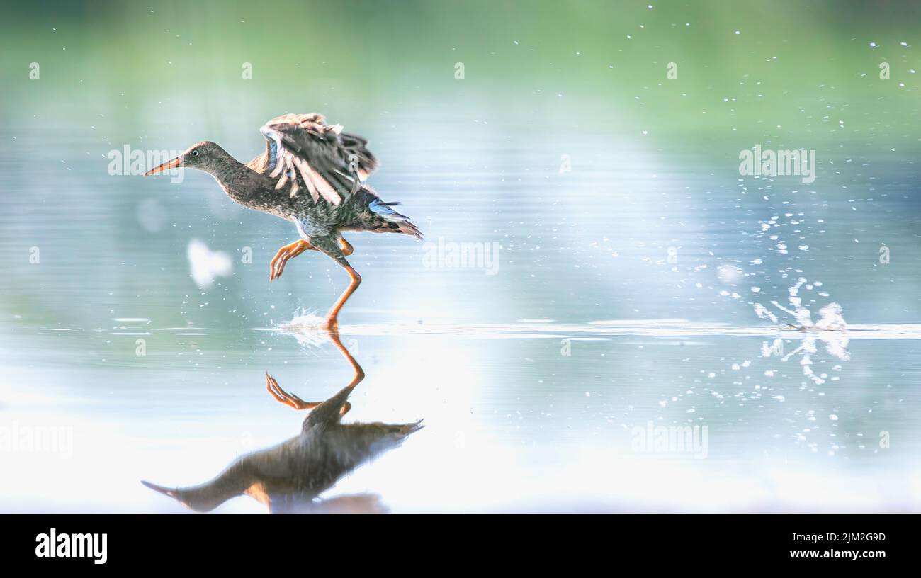 Water Rail Rallus aquaticus running on the surface to quickly hide ...