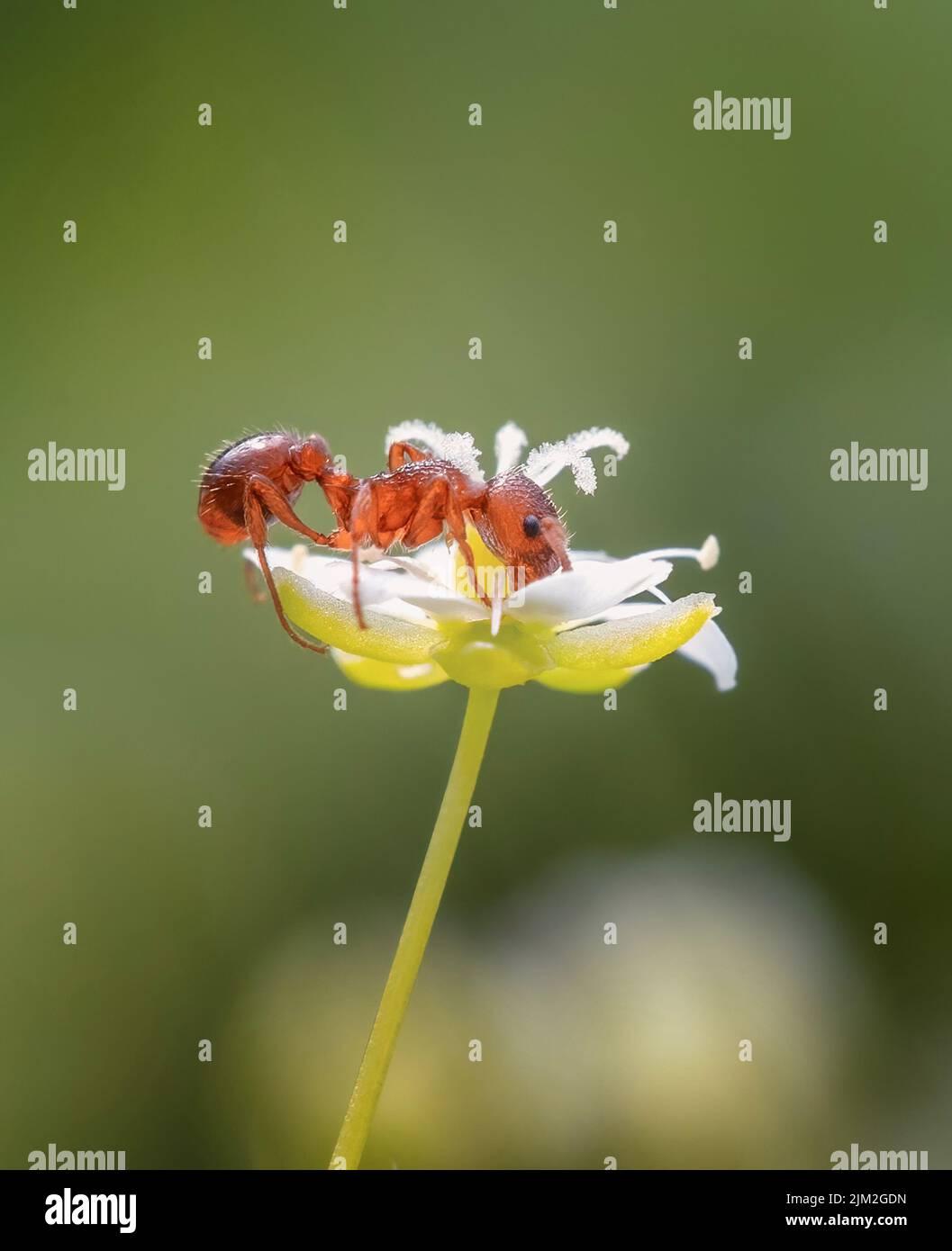 ant in the meadow drinks nectar from a white flower, the best photo ...