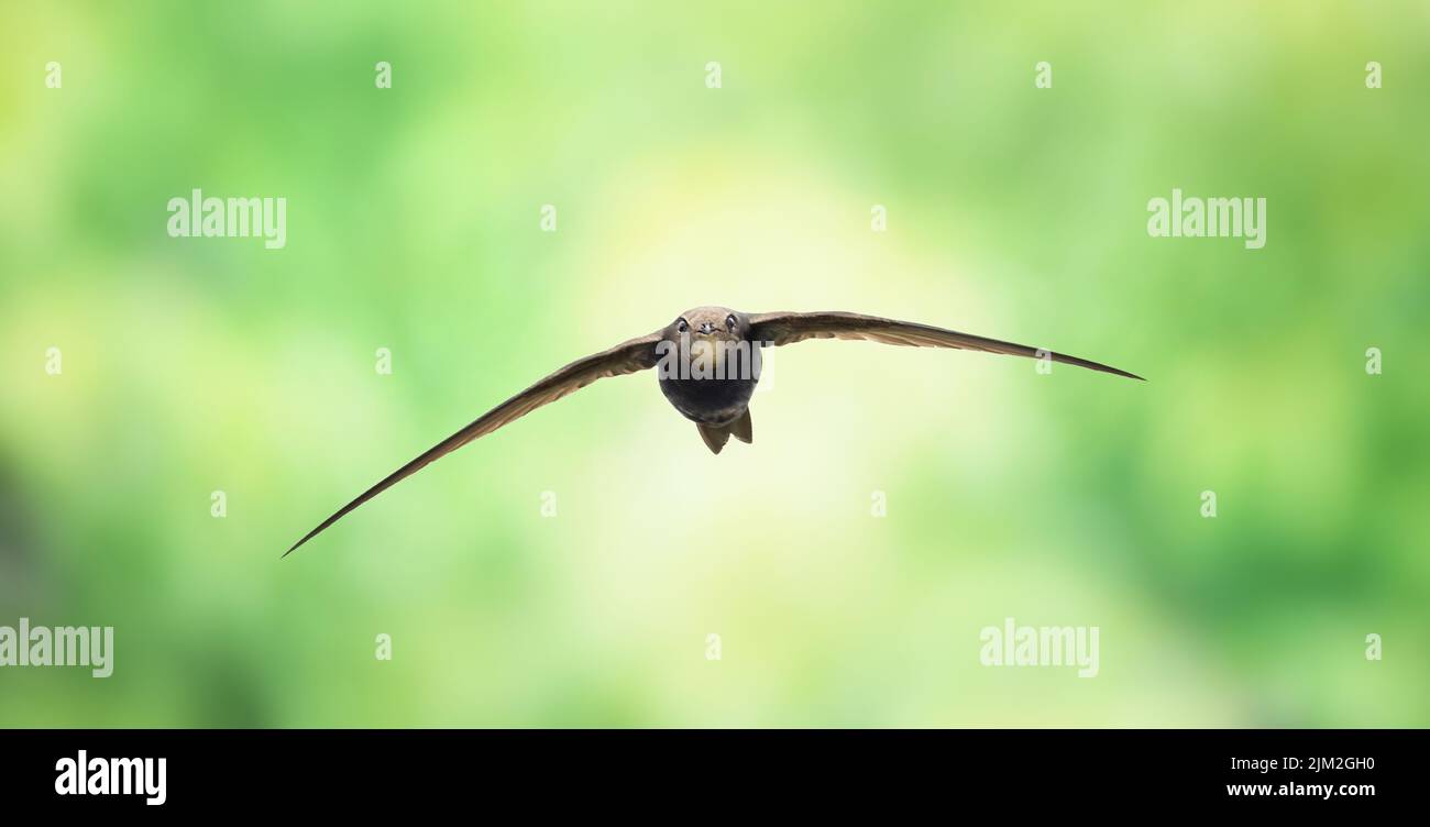 Swift insects hi-res stock photography and images - Alamy