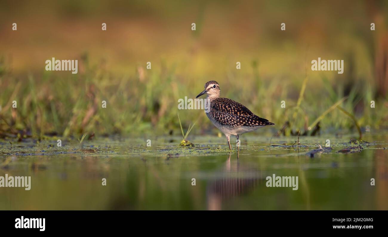 Puddle of birds hi-res stock photography and images - Alamy