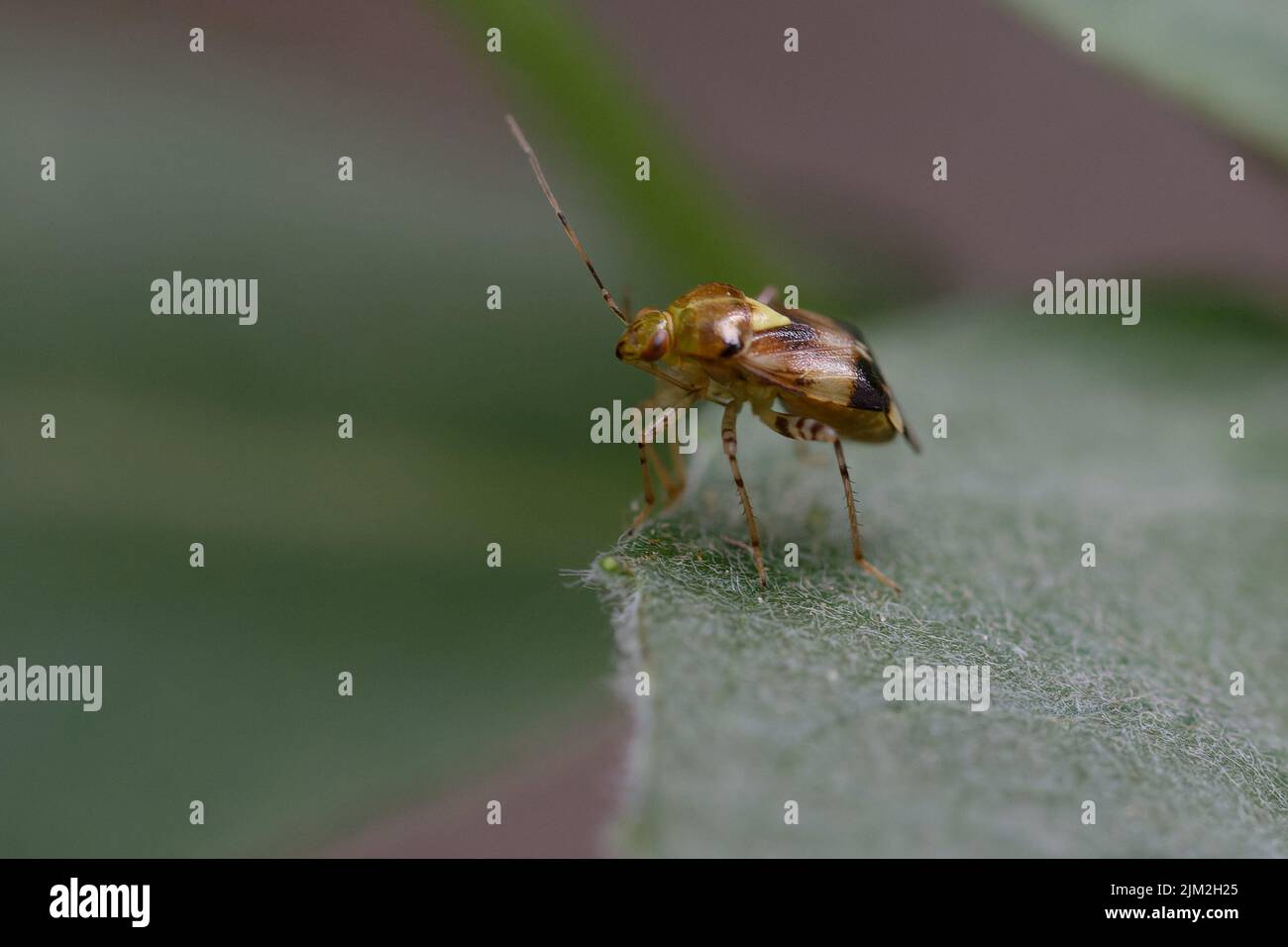 Common nettle bug (Liocoris tripustulatus) on a leaf Stock Photo - Alamy