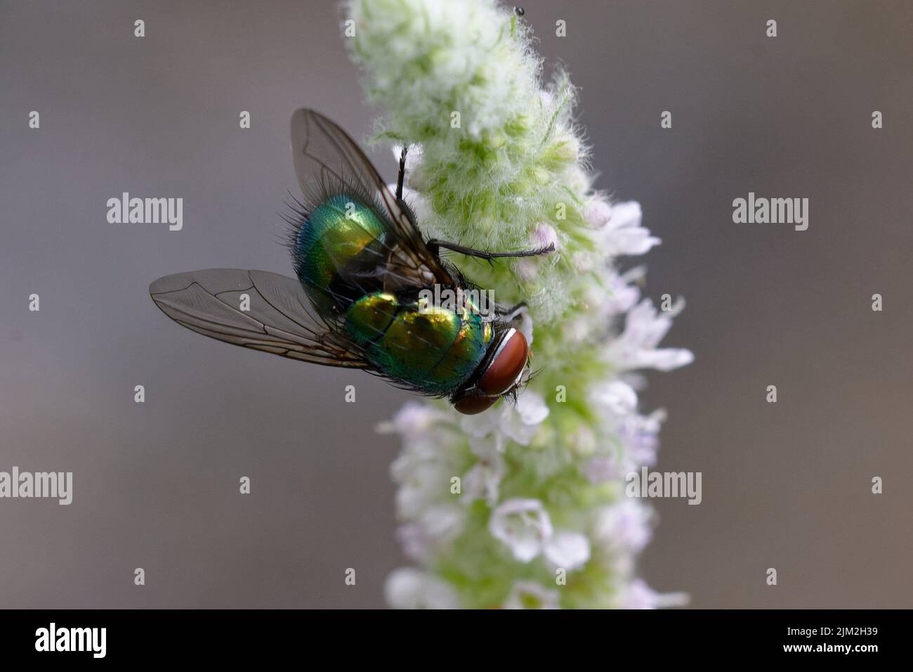 Common green bottle fly (Lucilia sericata) on a mint flower Stock Photo ...