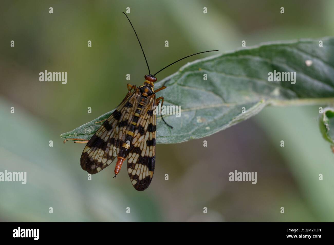 Female Scorpion-fly (Panorpa meridionalis) on a leaf Stock Photo - Alamy