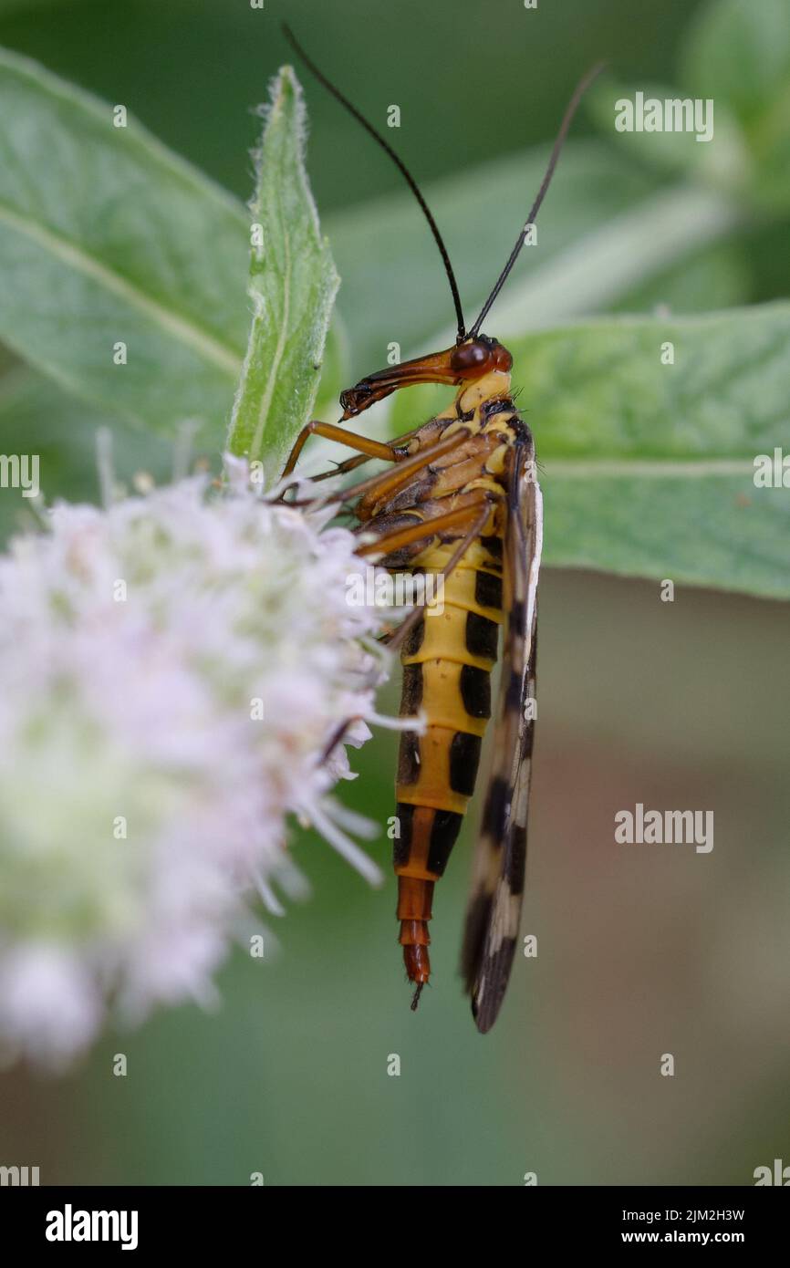 Female Scorpion-fly (Panorpa meridionalis) on a mint flower Stock Photo ...