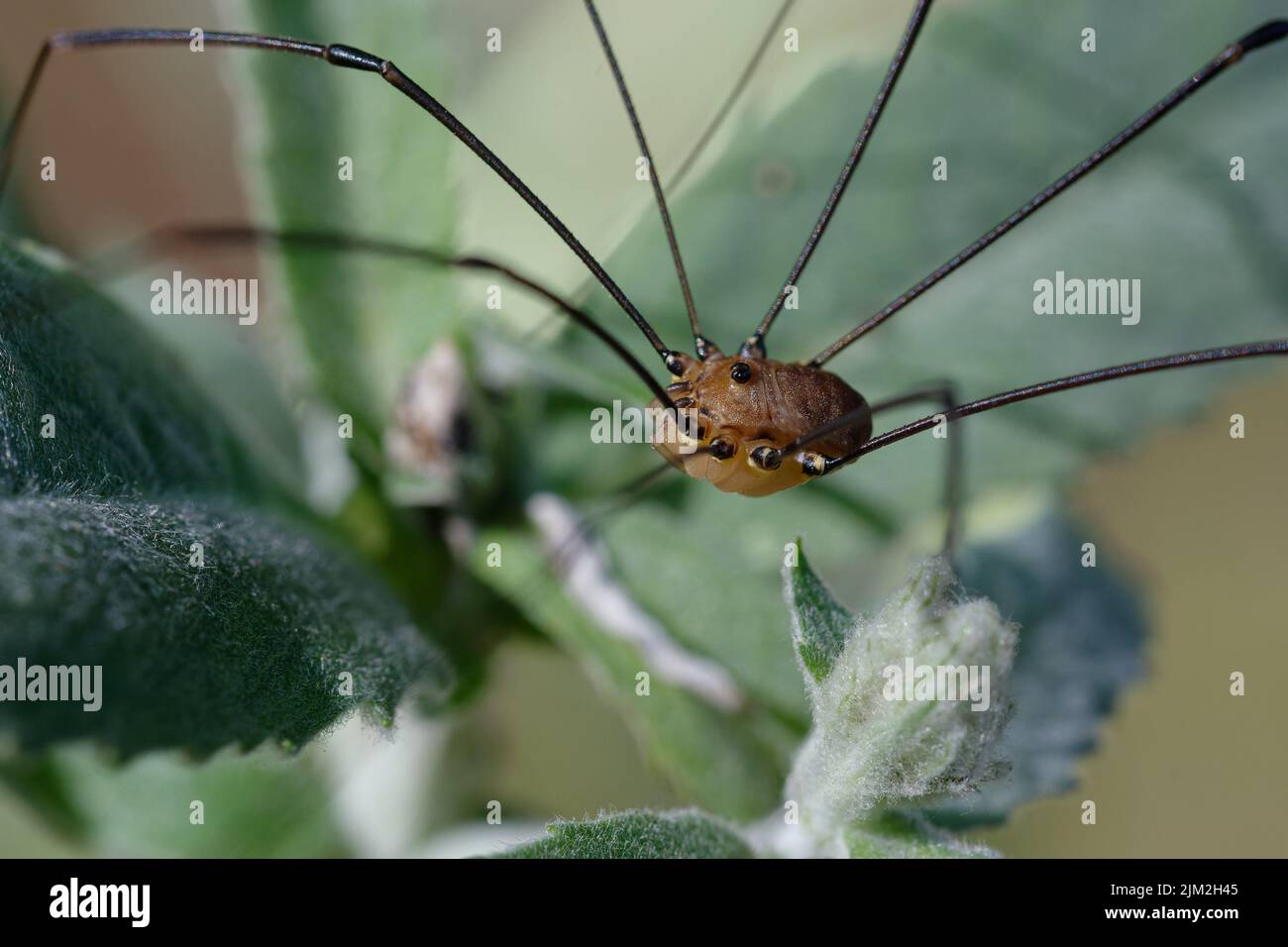 Long legged harvestman hi-res stock photography and images - Alamy