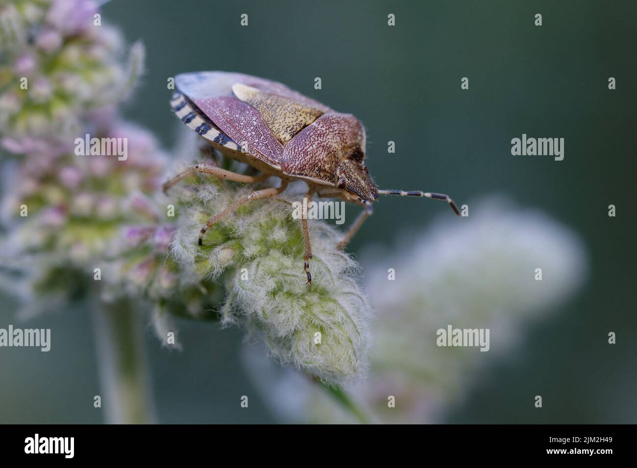 Sloe bug or Hairy shieldbug (Dolycoris baccarum) on a mint flower Stock ...