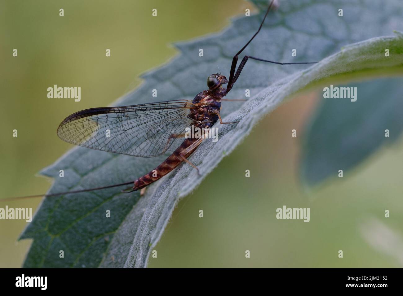 Green drake mayfly (Ephemera danica Stock Photo - Alamy