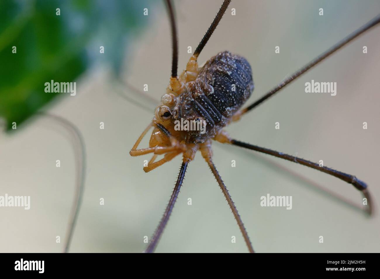 Long legged harvestman hi-res stock photography and images - Alamy