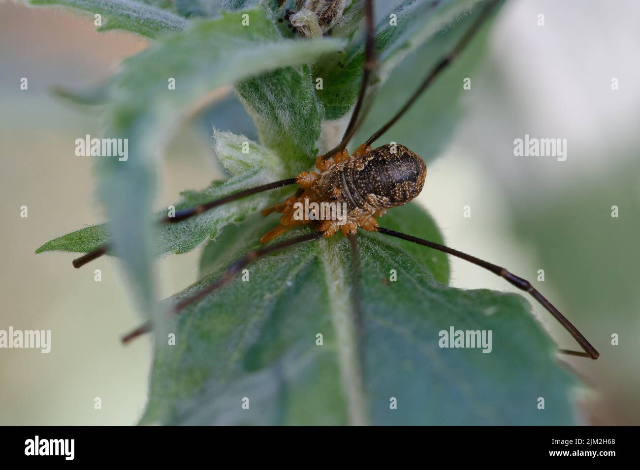 Long legged harvestman hi-res stock photography and images - Alamy