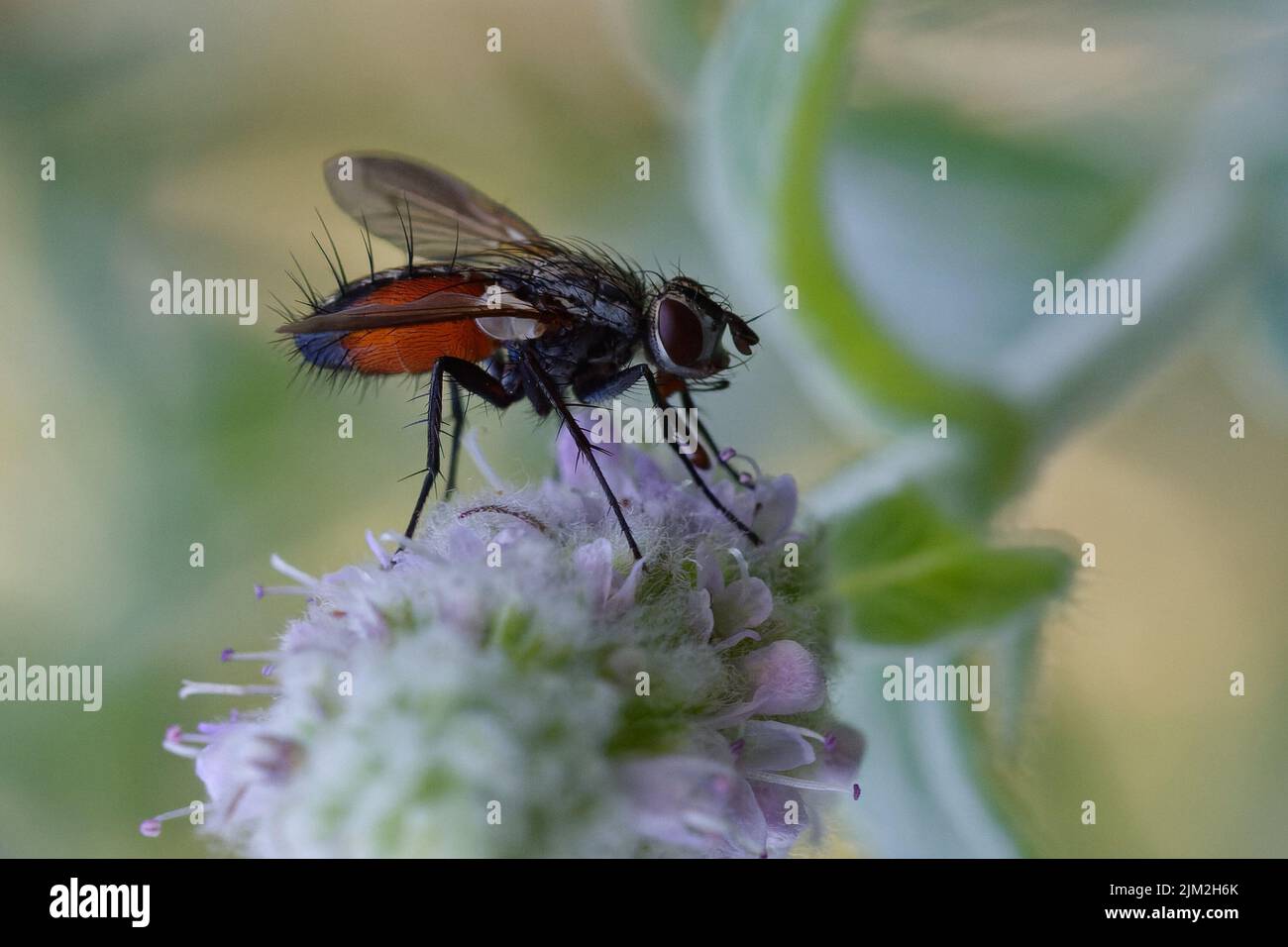 Fly (Eriothrix rufomaculata) on a mint flower Stock Photo - Alamy