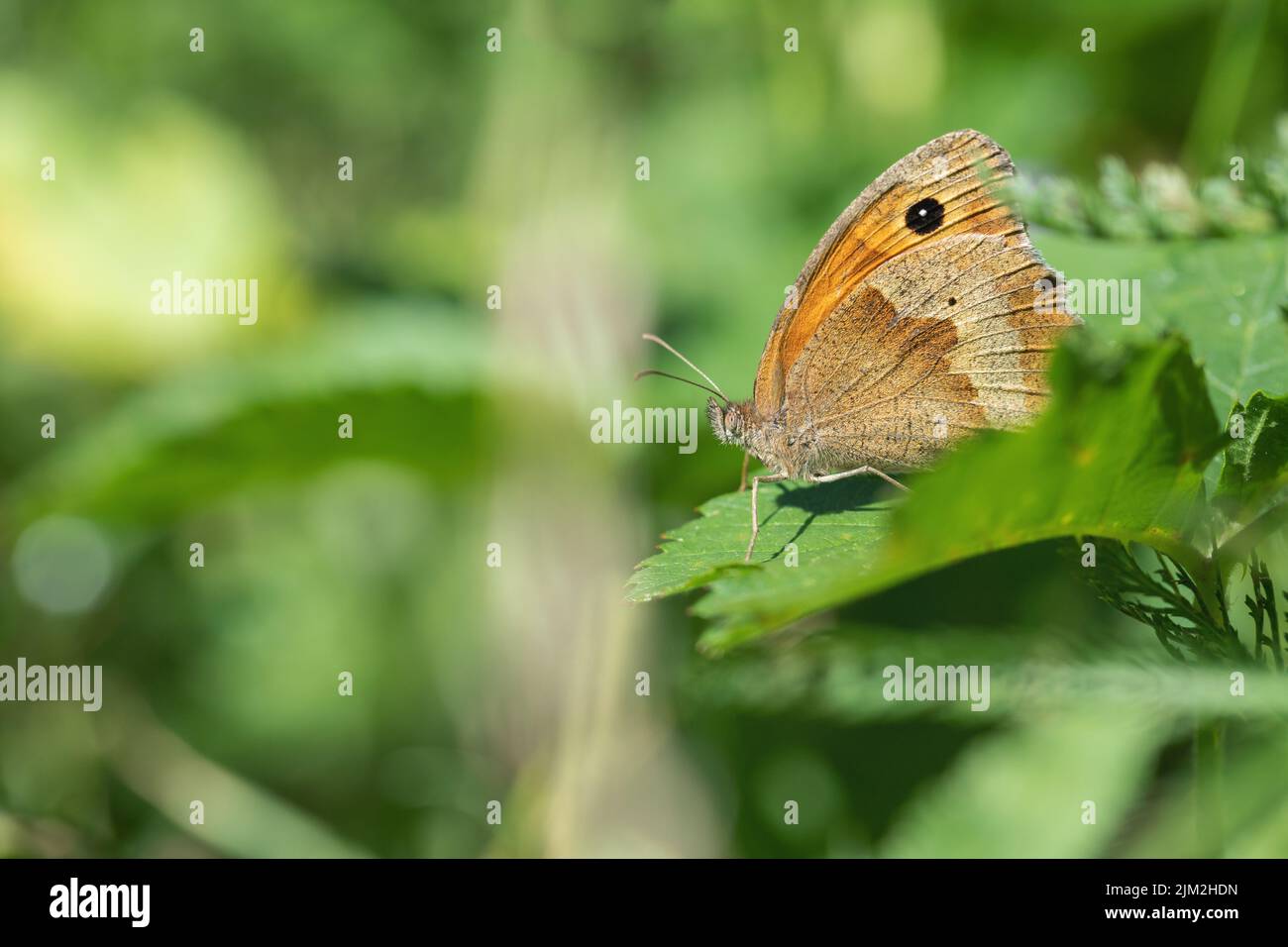Meadow brown butterfly (Maniola jurtina Stock Photo - Alamy