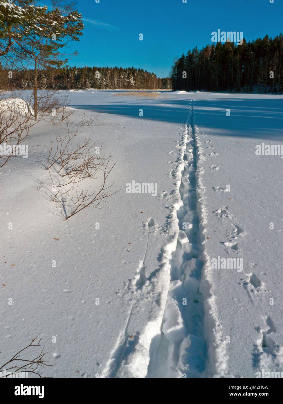 Ski tracks in deep powder. South of Savolanniemi (Savola Cape), Kuopio ...