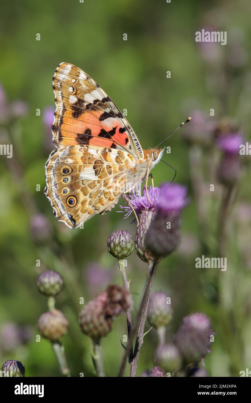Painted lady butterfly (Vanessa cardui Stock Photo - Alamy
