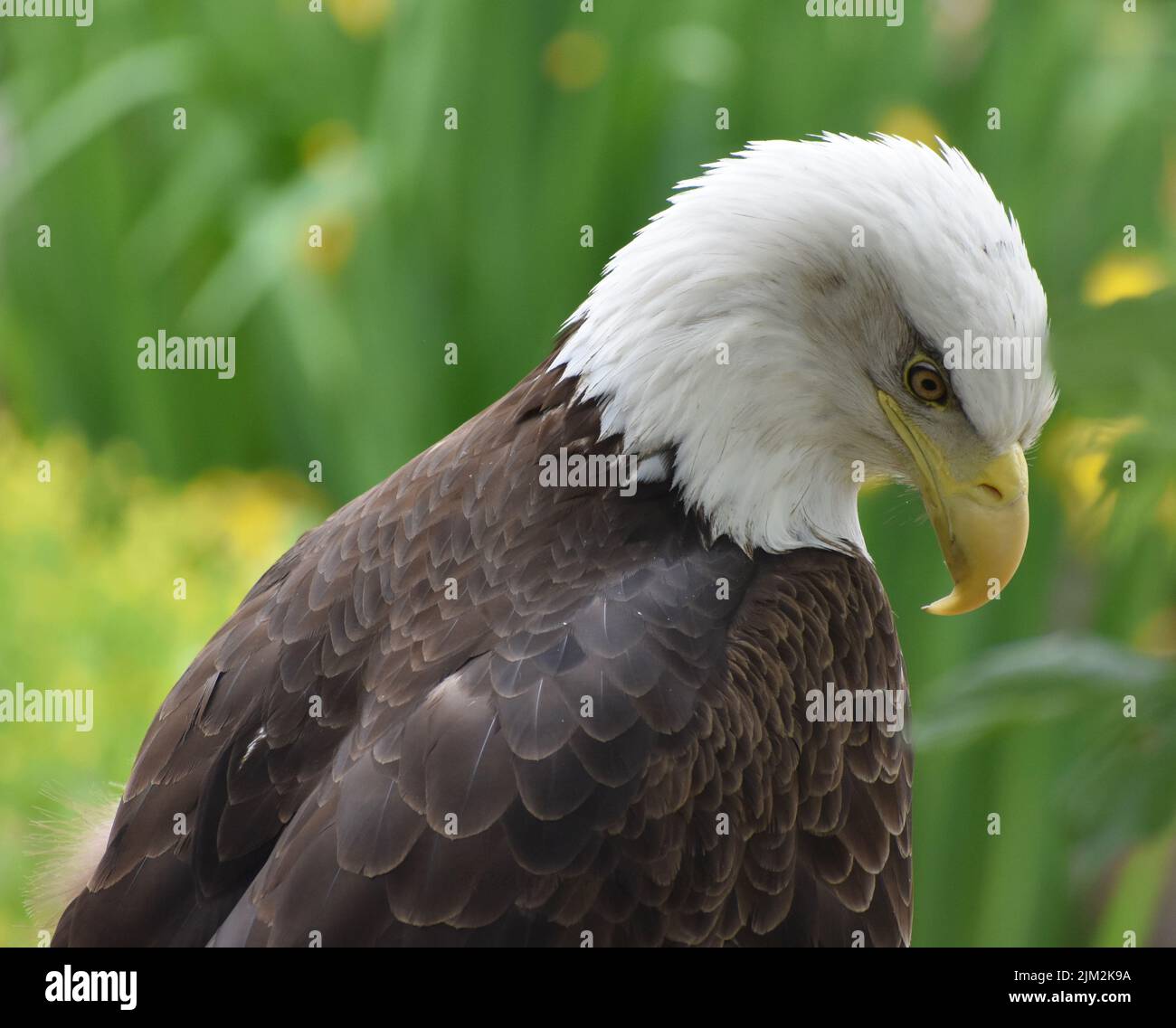 Bald Eagle planning its next move Stock Photo - Alamy