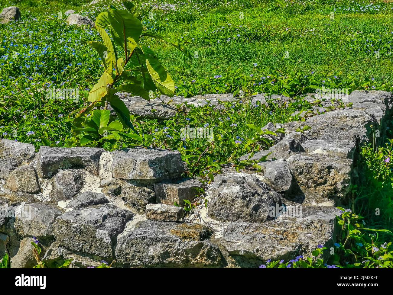 Ancient Tulum ruins Mayan site with temple ruins pyramids and artifacts ...