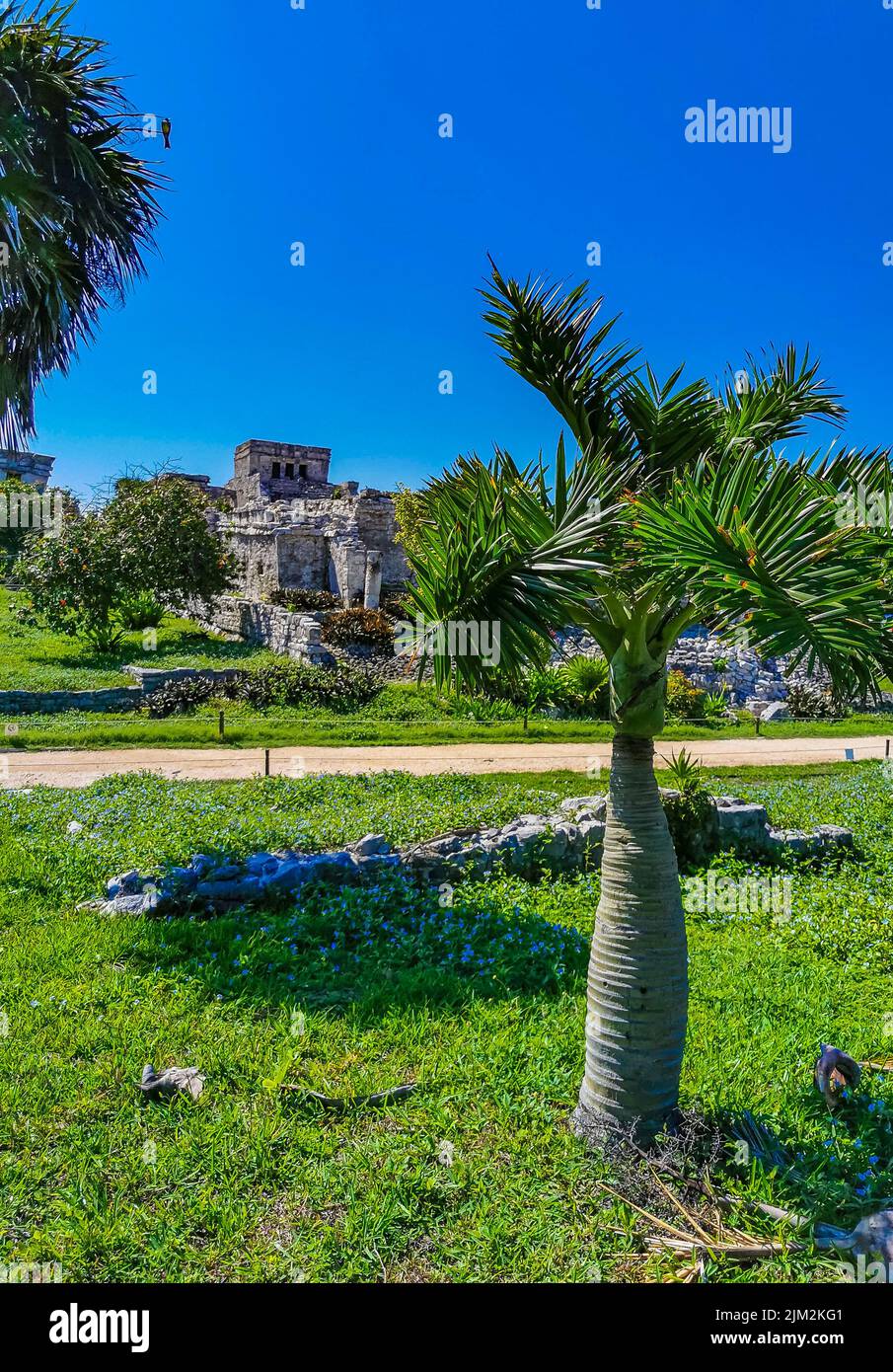 Ancient Tulum ruins Mayan site with temple ruins pyramids and artifacts ...
