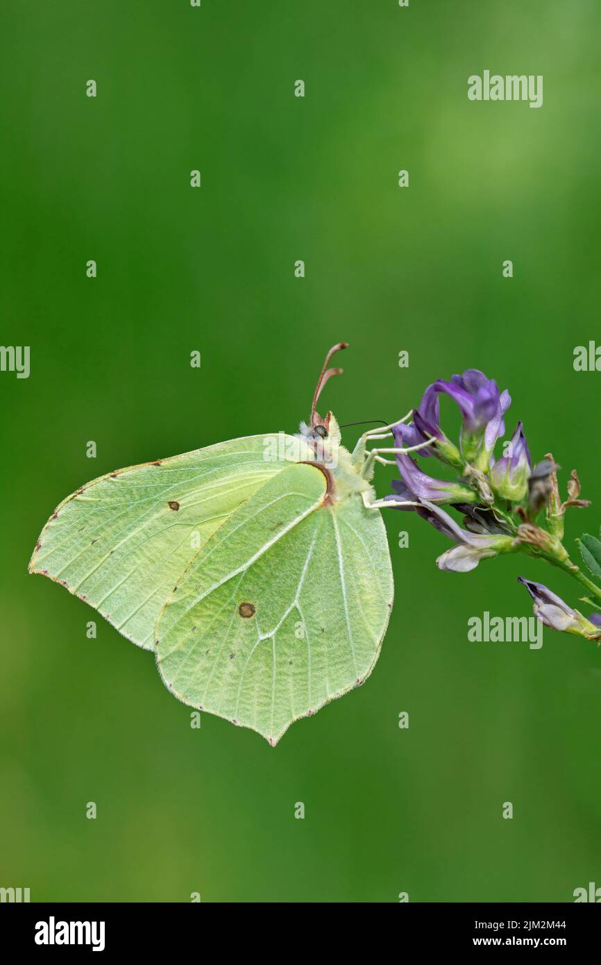 Common brimstone butterfly (Gonepteryx rhamni Stock Photo - Alamy