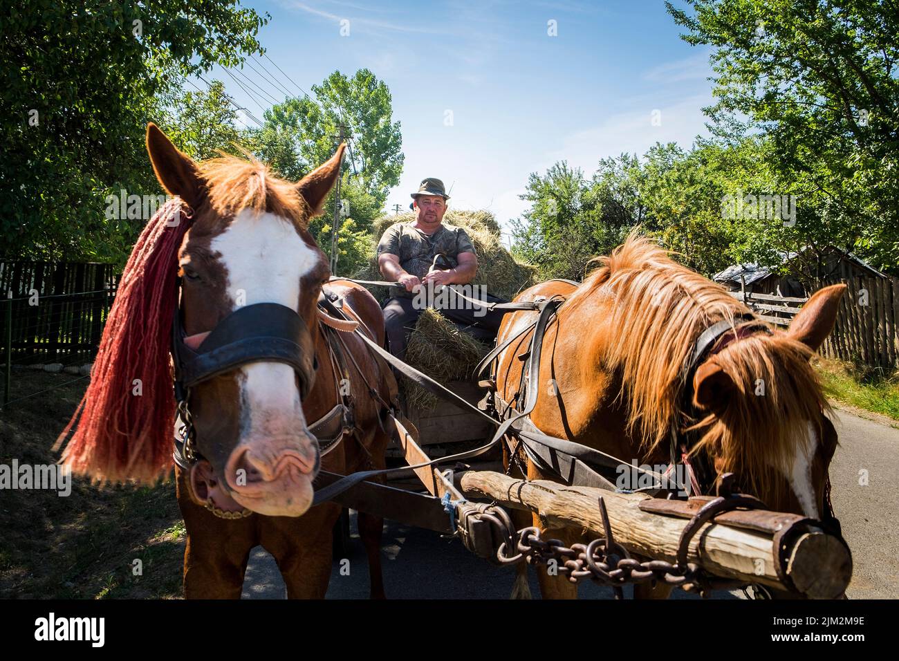 Romania, Transylvania, Dorolea, daily life in the countryside Stock ...