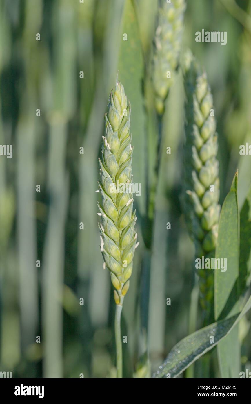 Wheat pollination hi-res stock photography and images - Alamy