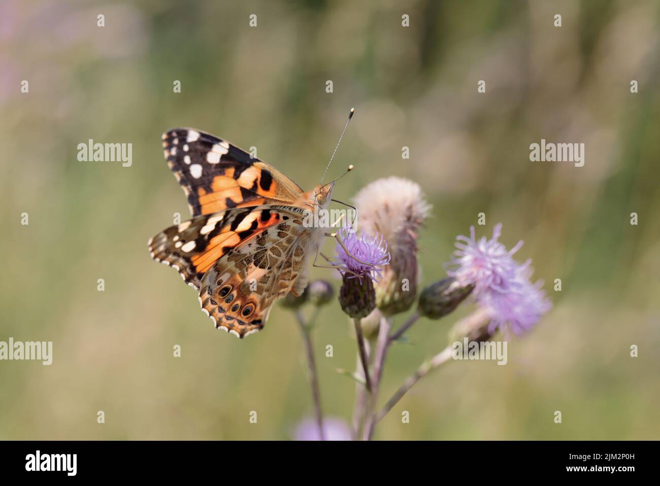 Painted lady butterfly (Vanessa cardui Stock Photo - Alamy