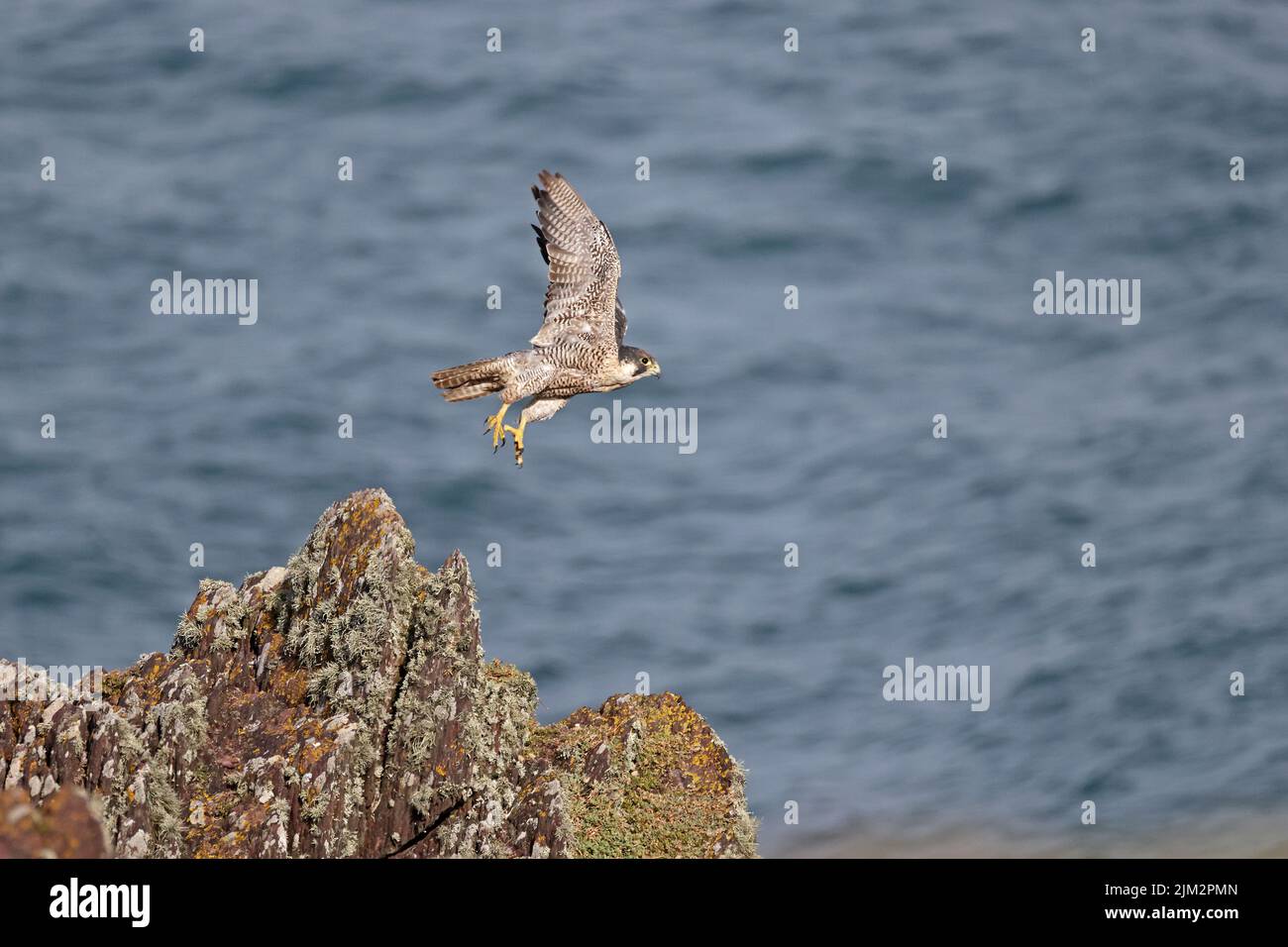 Peregrine Falcon taking off from a rock on Skokholm Wales UK Stock ...