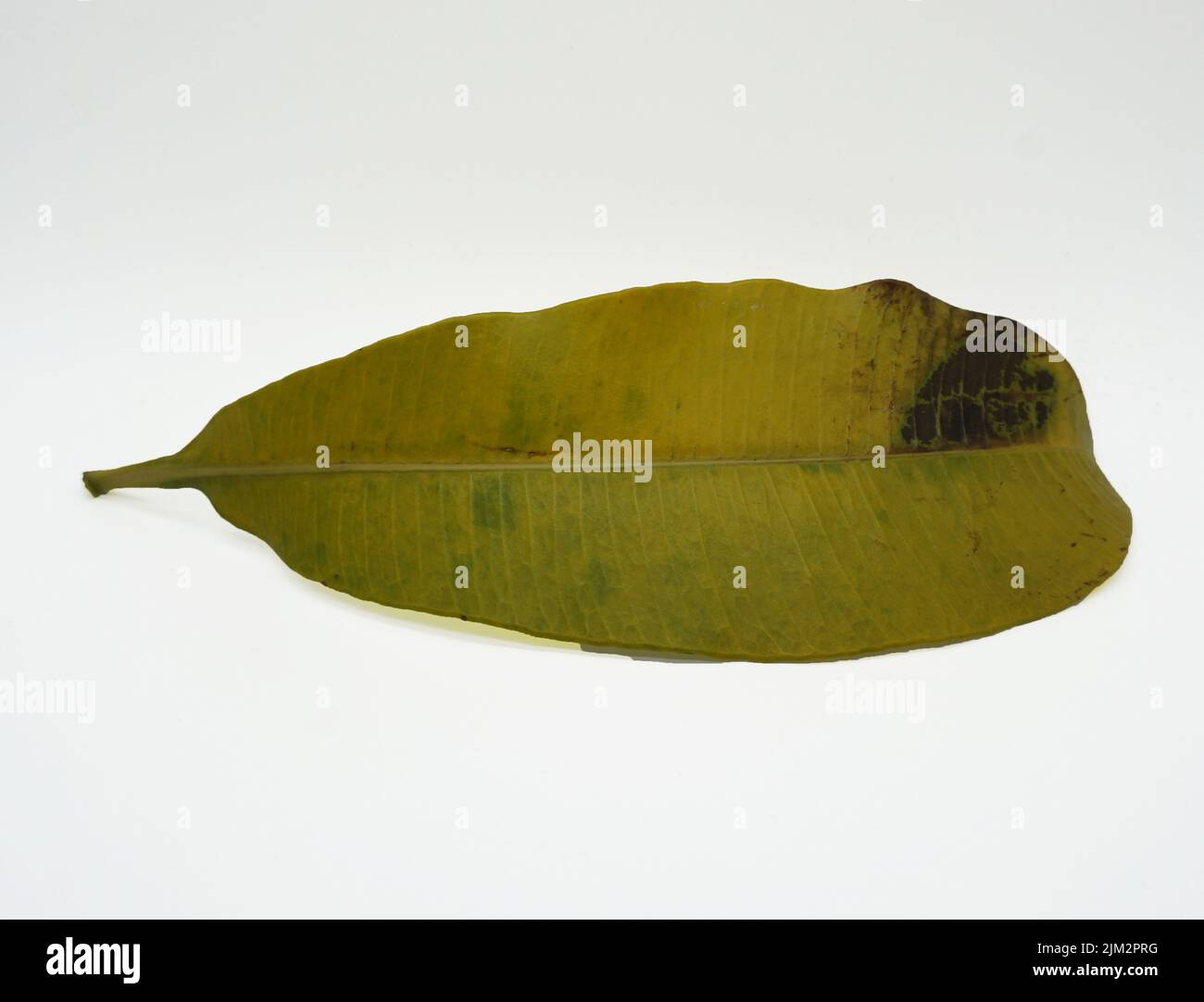 Photographs of leaf shapes and patterns Stock Photo - Alamy