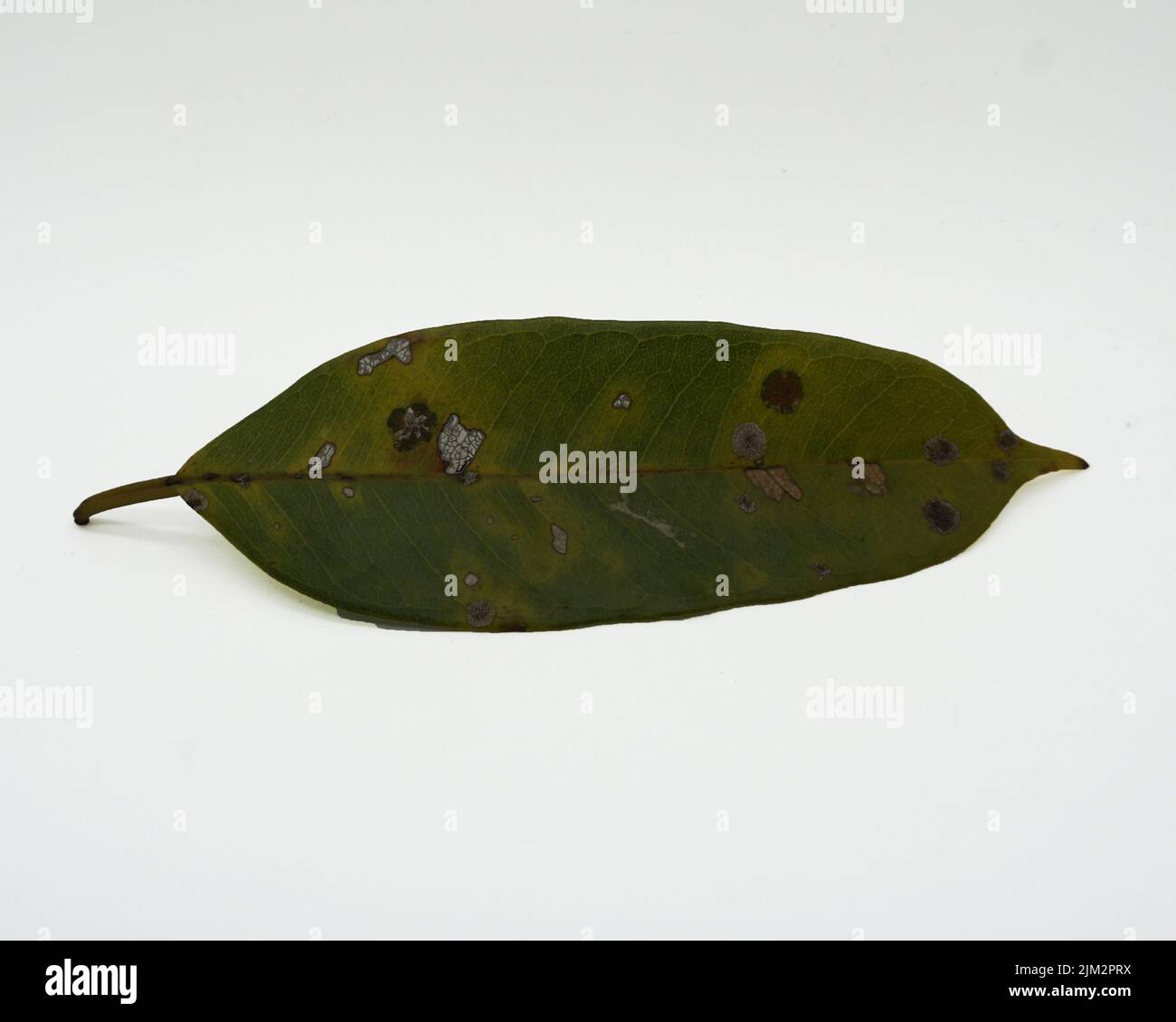 Photographs of leaf shapes and patterns Stock Photo - Alamy