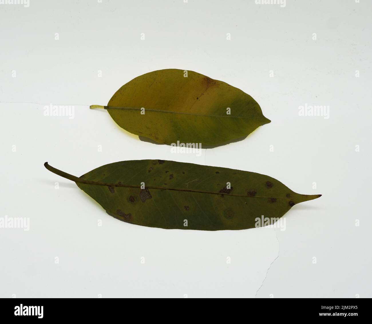 Photographs of leaf shapes and patterns Stock Photo - Alamy