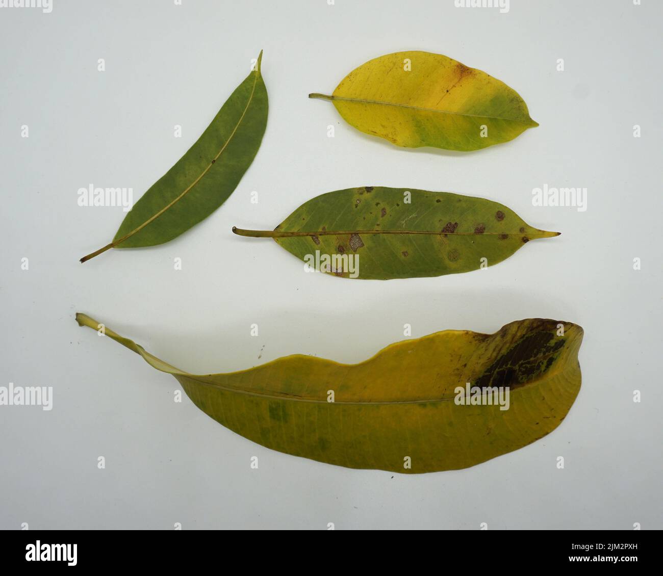 Photographs of leaf shapes and patterns Stock Photo - Alamy