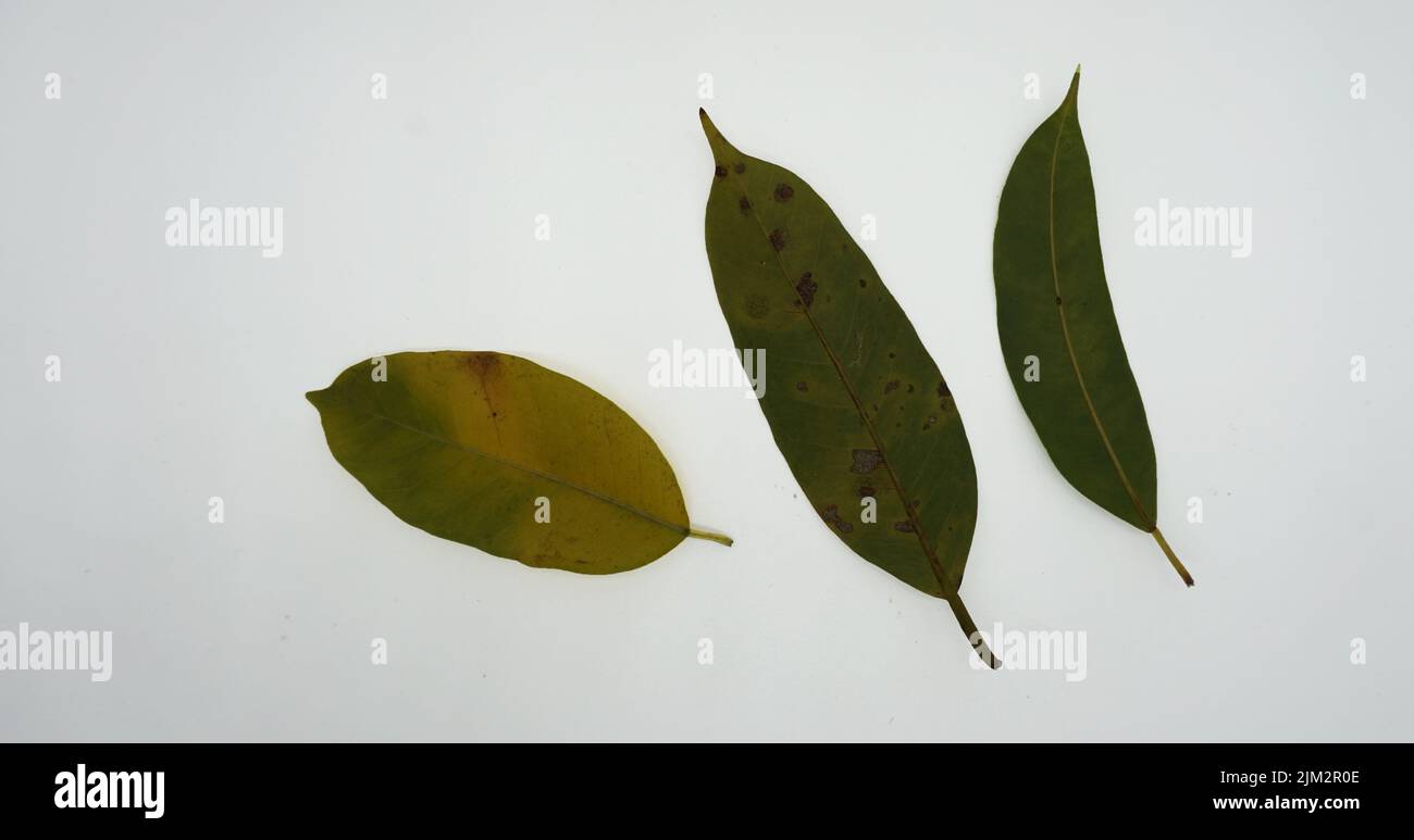 Photographs of leaf shapes and patterns Stock Photo - Alamy