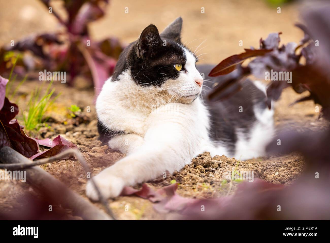 EDITORIAL USE ONLY File photo of Marley, the resident cat at The ...