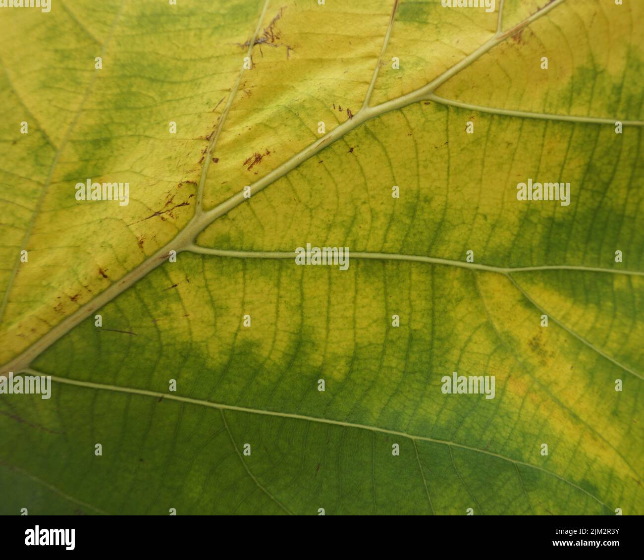 Photographs of leaf shapes and patterns Stock Photo - Alamy