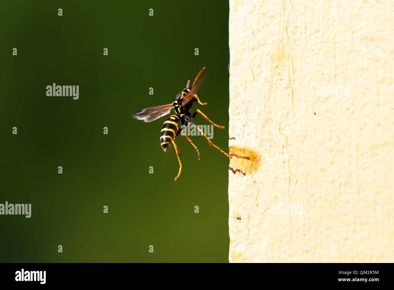 Close up of a wasp and hornet on a sunny bright day. Insect nature ...