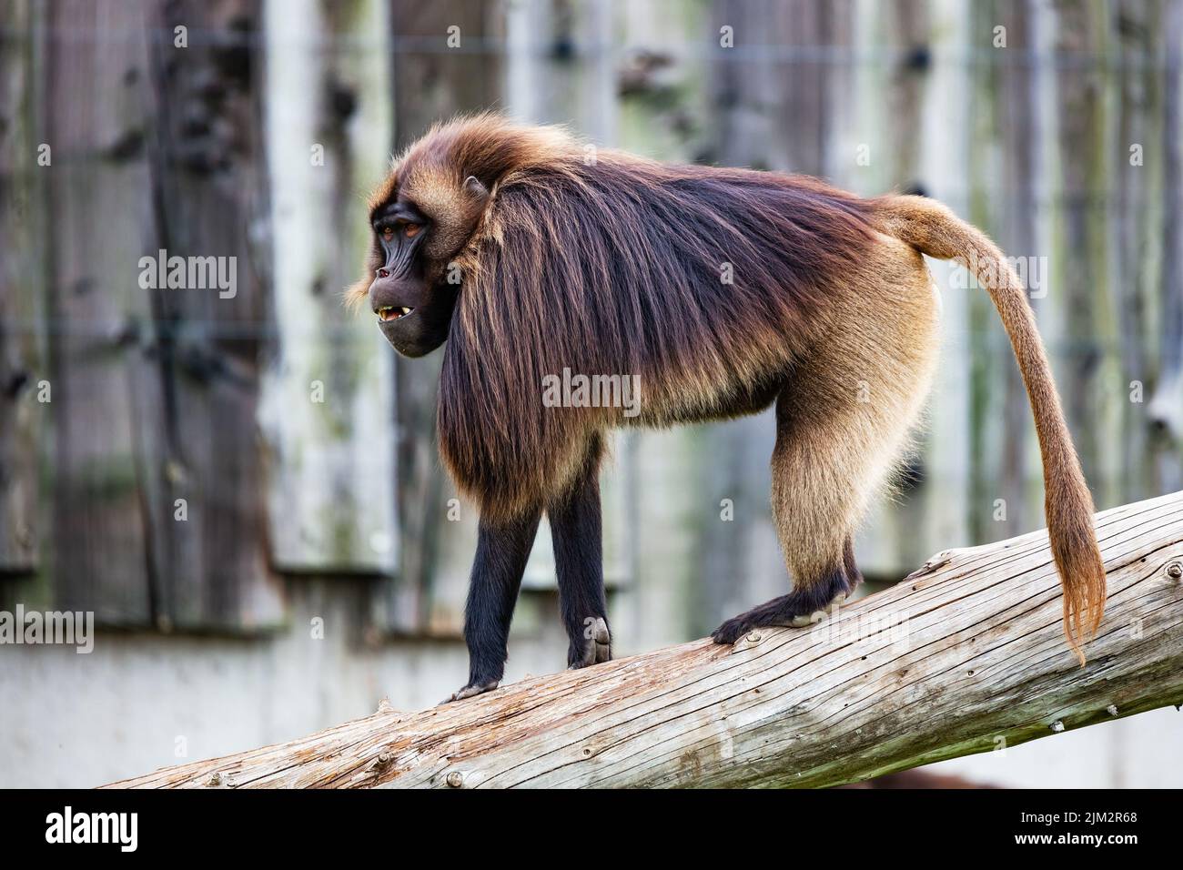 Gelada Baboon monkey. Mammal and mammals. Land world and fauna ...