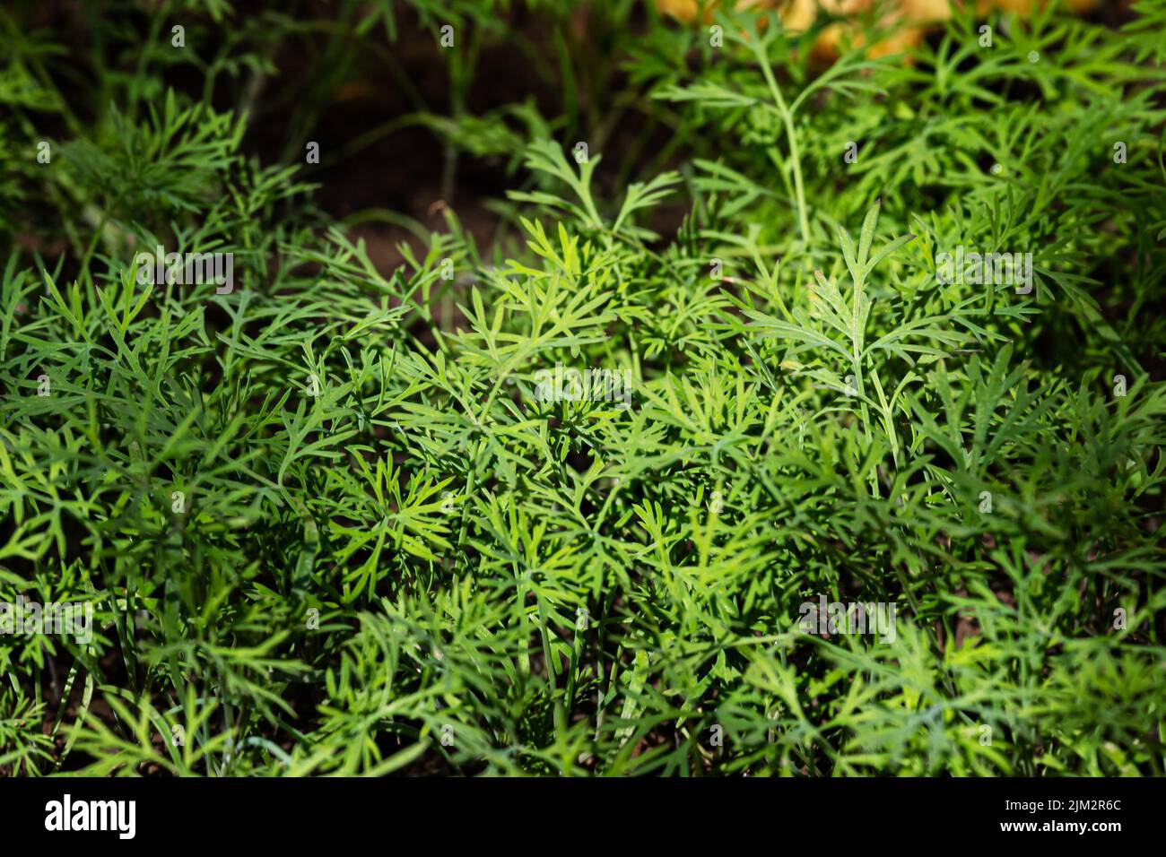 Green seedling. Plant, herb and vegetable. Nature photography. Natural ...