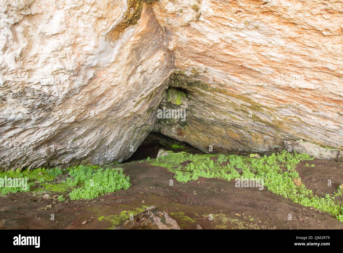 Low light adapted plants growing in Bacon Hole cave, Gower, Wales, UK ...