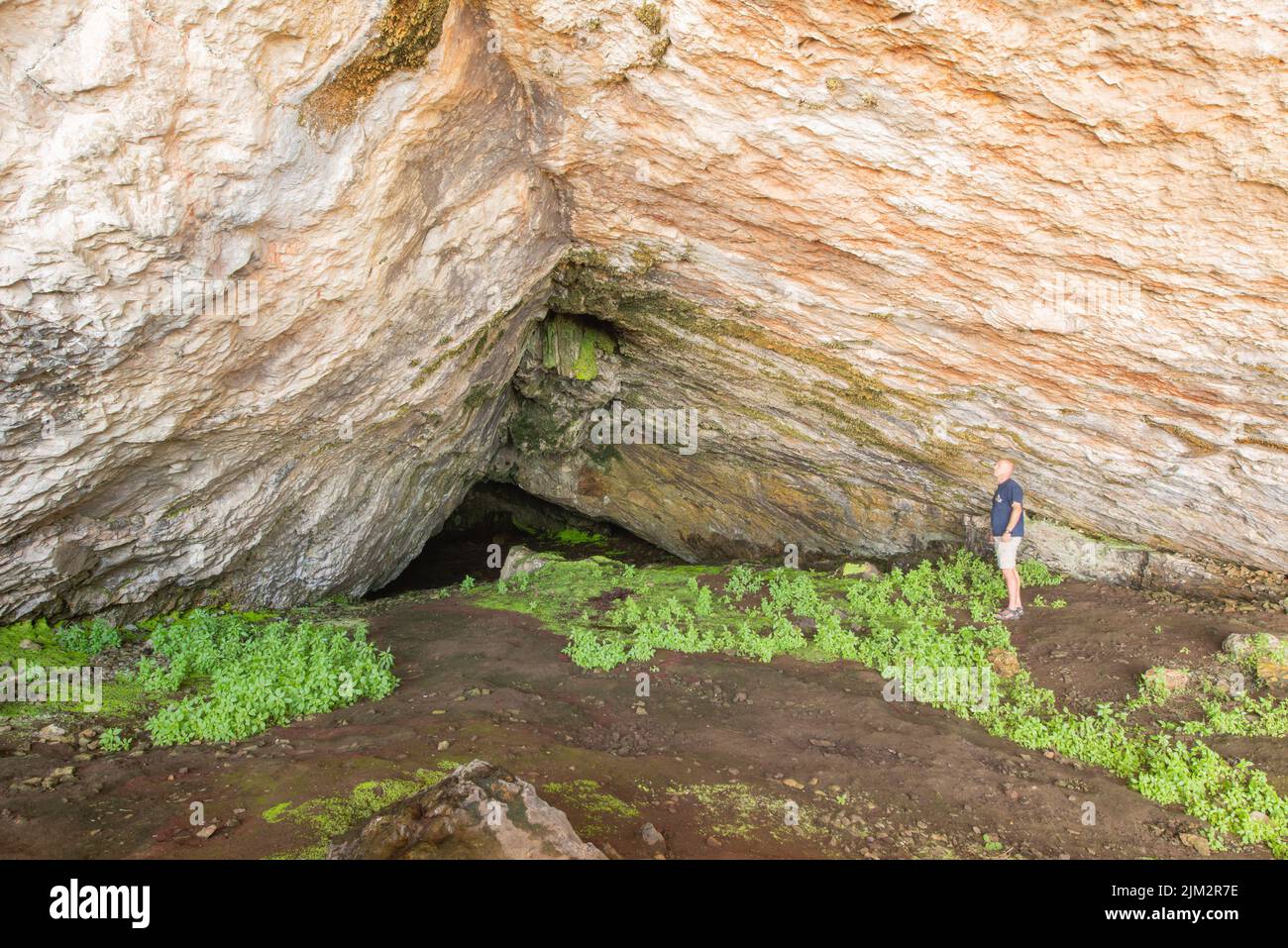 Low light adapted plants growing in Bacon Hole cave, Gower, Wales, UK ...