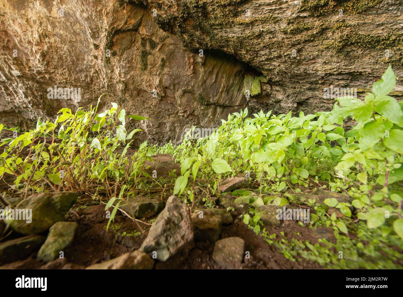 Low light adapted plants growing in Bacon Hole cave, Gower, Wales, UK ...