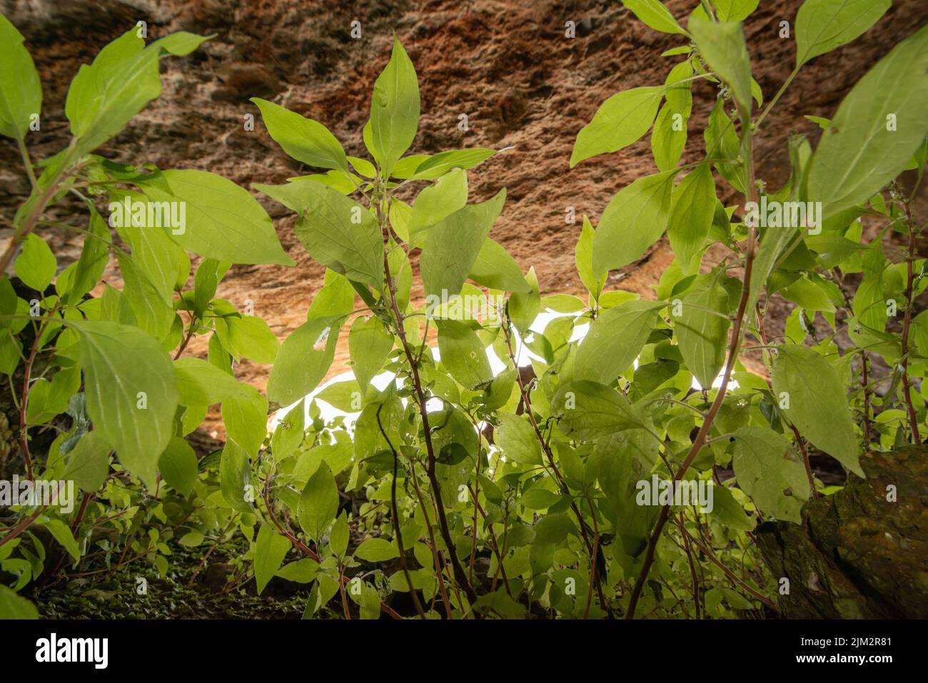 Low light adapted plants growing in Bacon Hole cave, Gower, Wales, UK ...