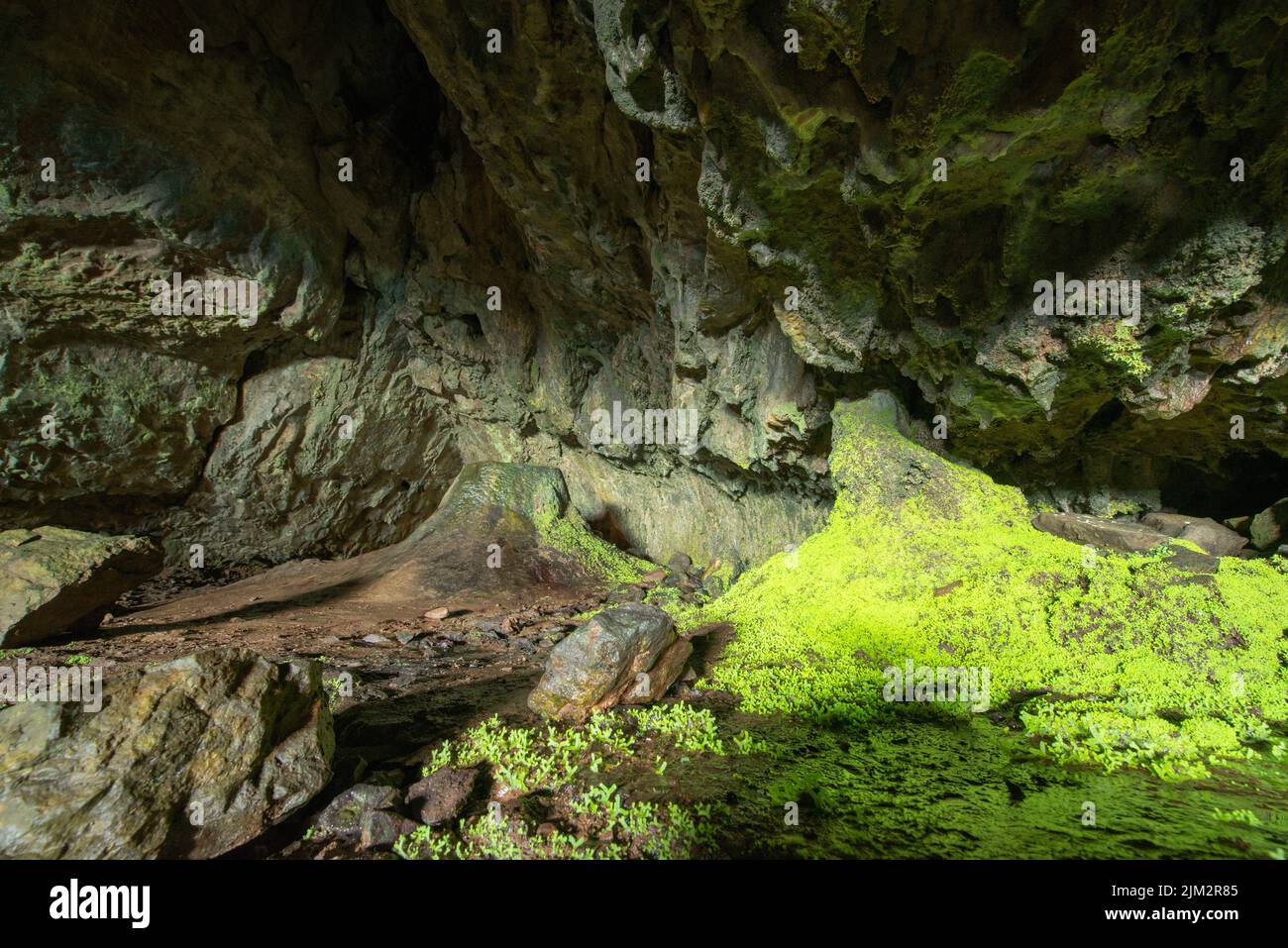 Low light adapted plants growing in Bacon Hole cave, Gower, Wales, UK ...