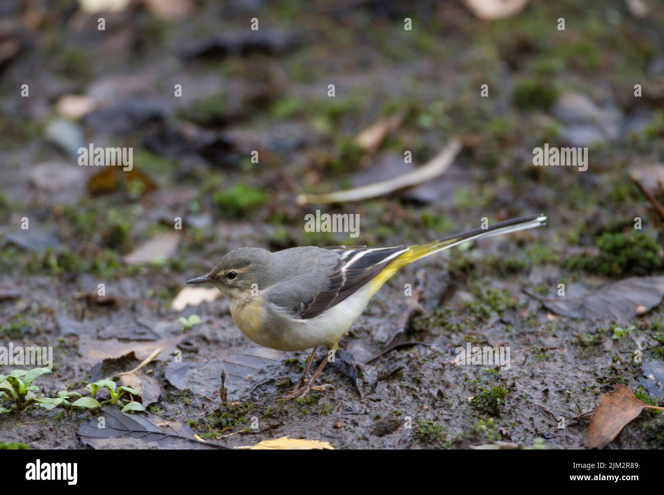 Grey wagtail motacilla cinerea feeds hi-res stock photography and ...
