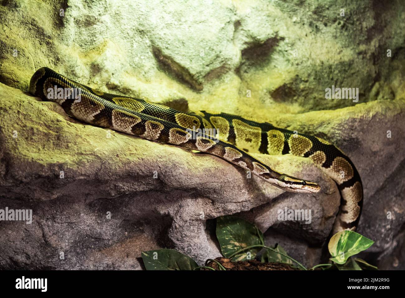 Royal python snake. Reptile and reptiles. Amphibian and Amphibians ...
