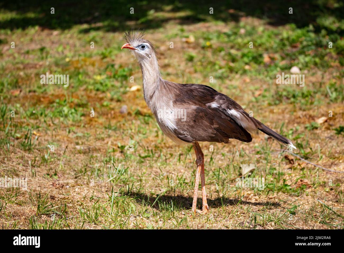 Red-legged seriema. Bird and birds. South american fauna. Wildlife and ...