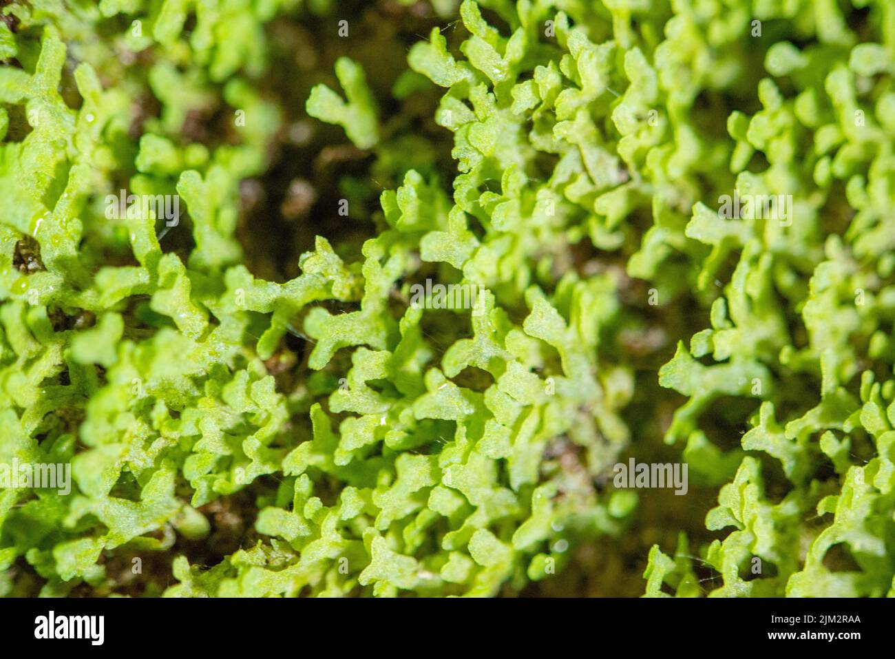 Low light adapted plants growing in Bacon Hole cave, Gower, Wales, UK ...