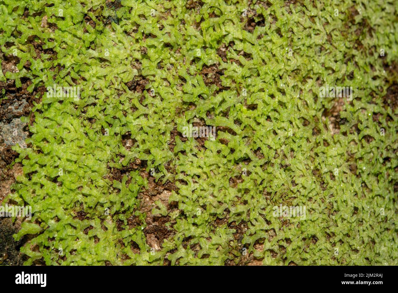 Low light adapted plants growing in Bacon Hole cave, Gower, Wales, UK ...