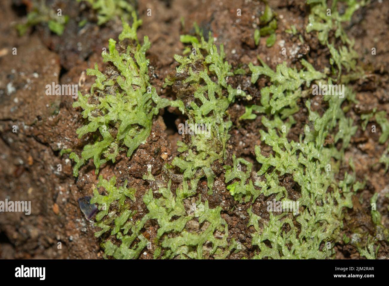 Low light adapted plants growing in Bacon Hole cave, Gower, Wales, UK ...