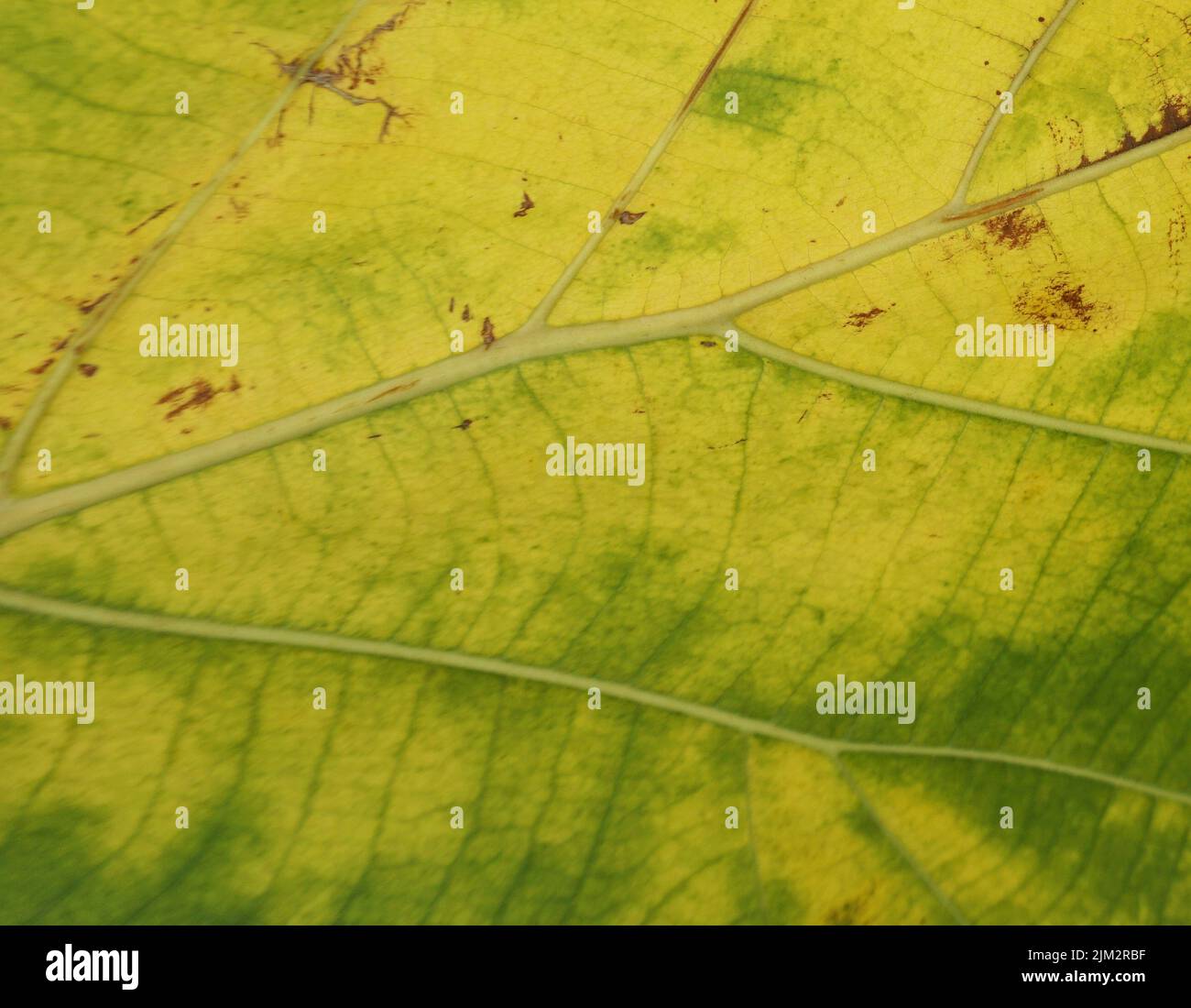 Photographs of leaf shapes and patterns Stock Photo - Alamy